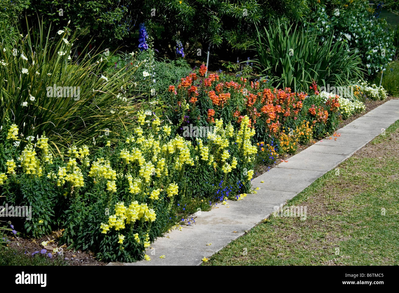 Flower bed with yellow snapdragons. (Antirrhinum majus Stock Photo - Alamy