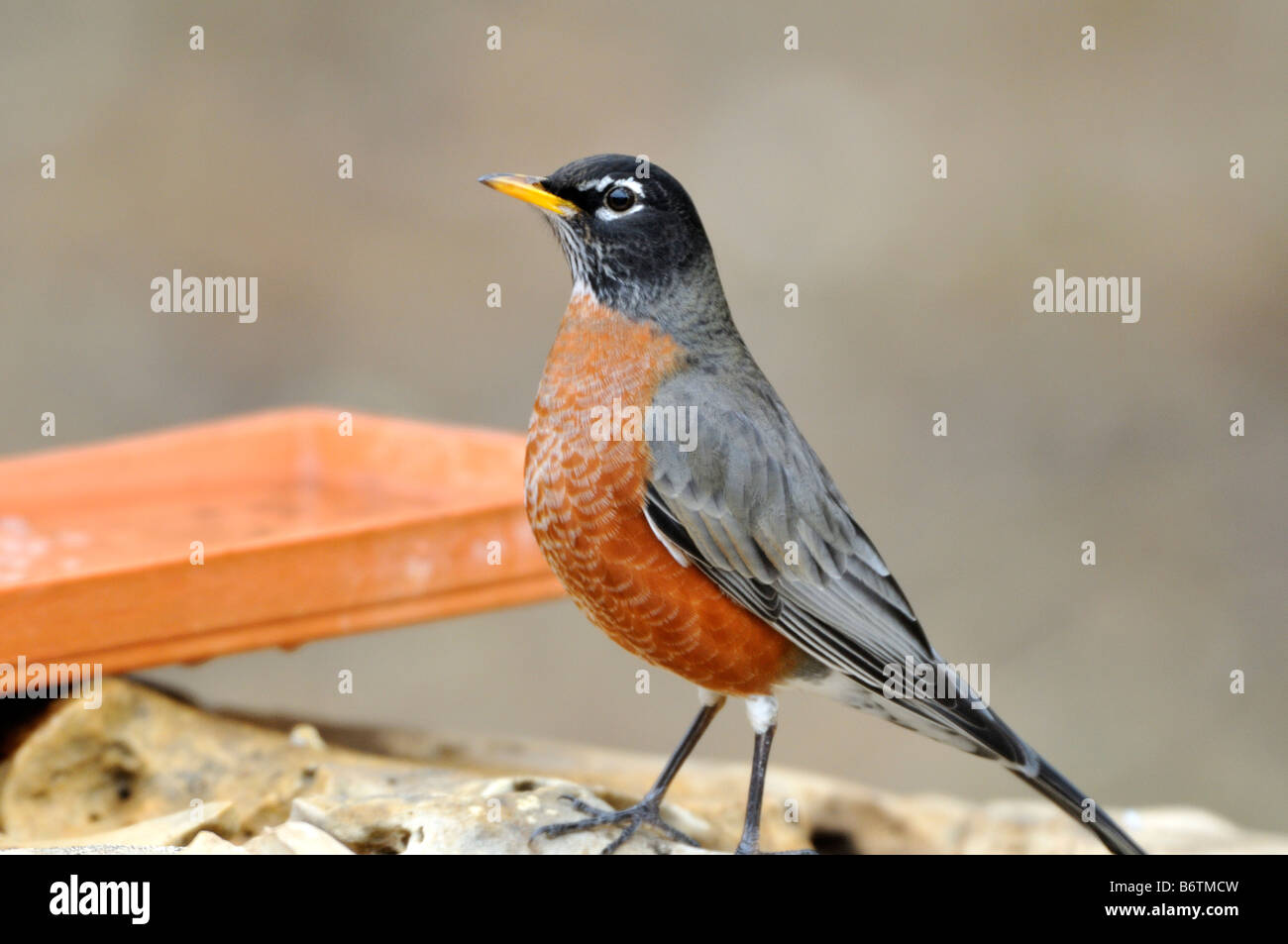 Red chest robin hi-res stock photography and images - Alamy