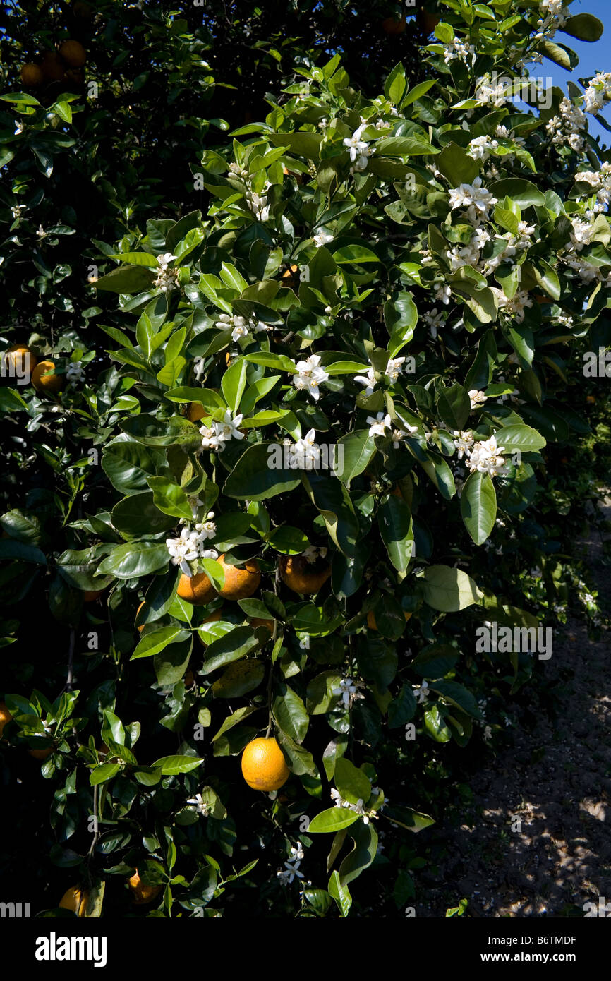 Close-up of orange tree showing blossom and oranges, Florida Stock ...