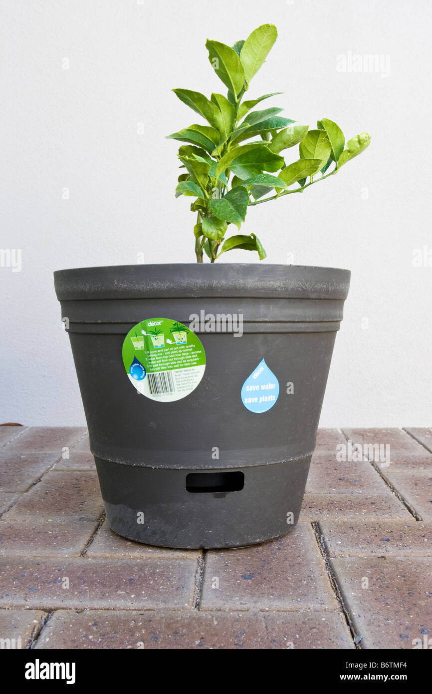 Self watering tree pot hi-res stock photography and images - Alamy