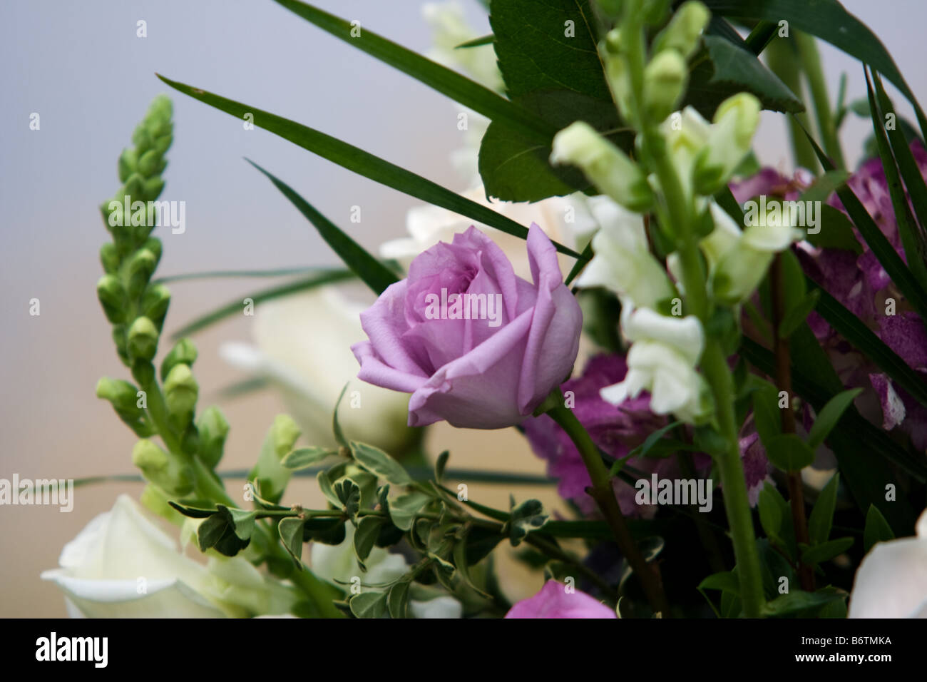 Lavender rose hi-res stock photography and images - Alamy