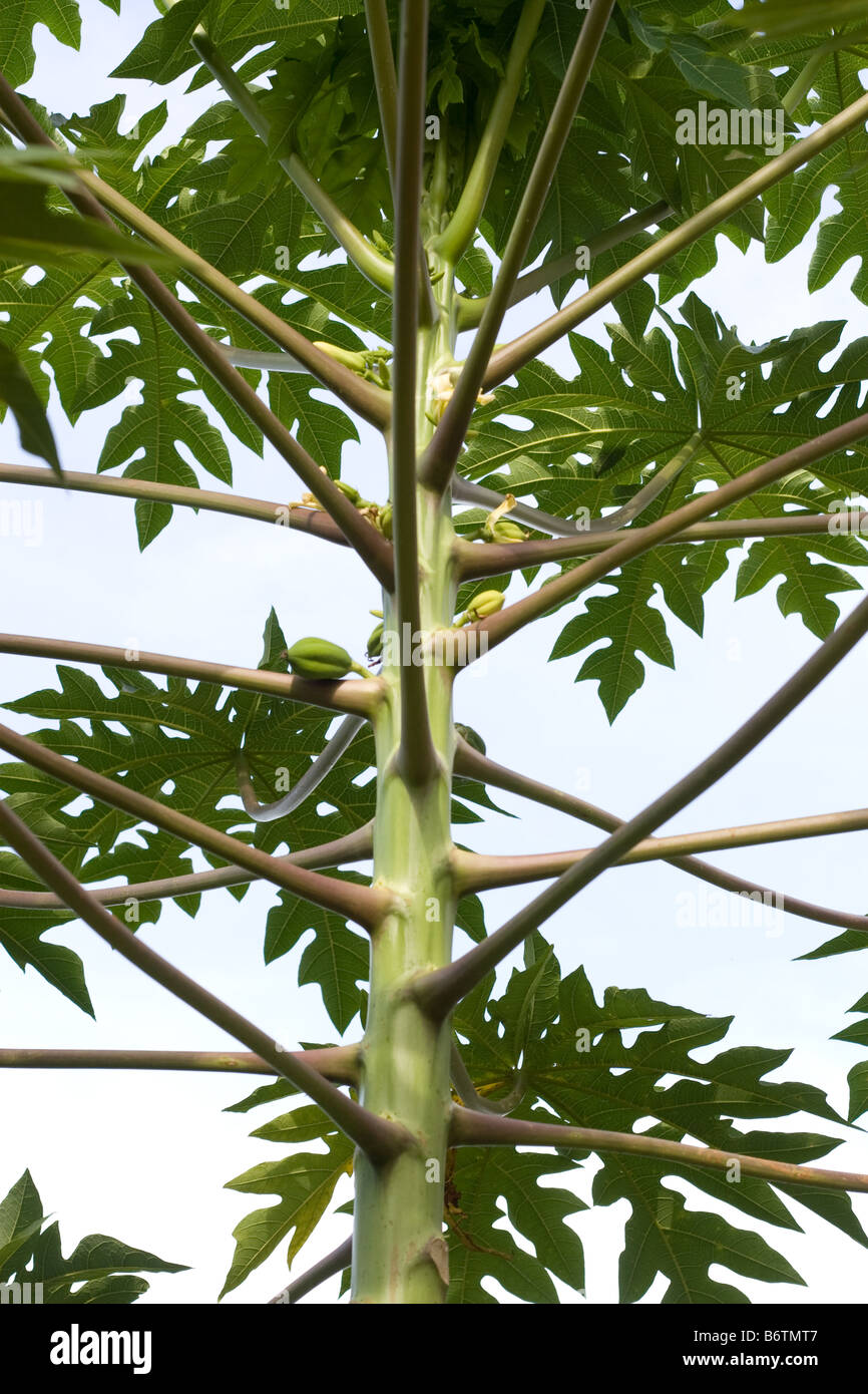 Kerala papaya hi-res stock photography and images - Alamy