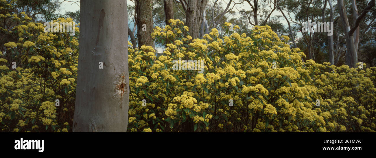 Canberra australia bush capital hi-res stock photography and images - Alamy