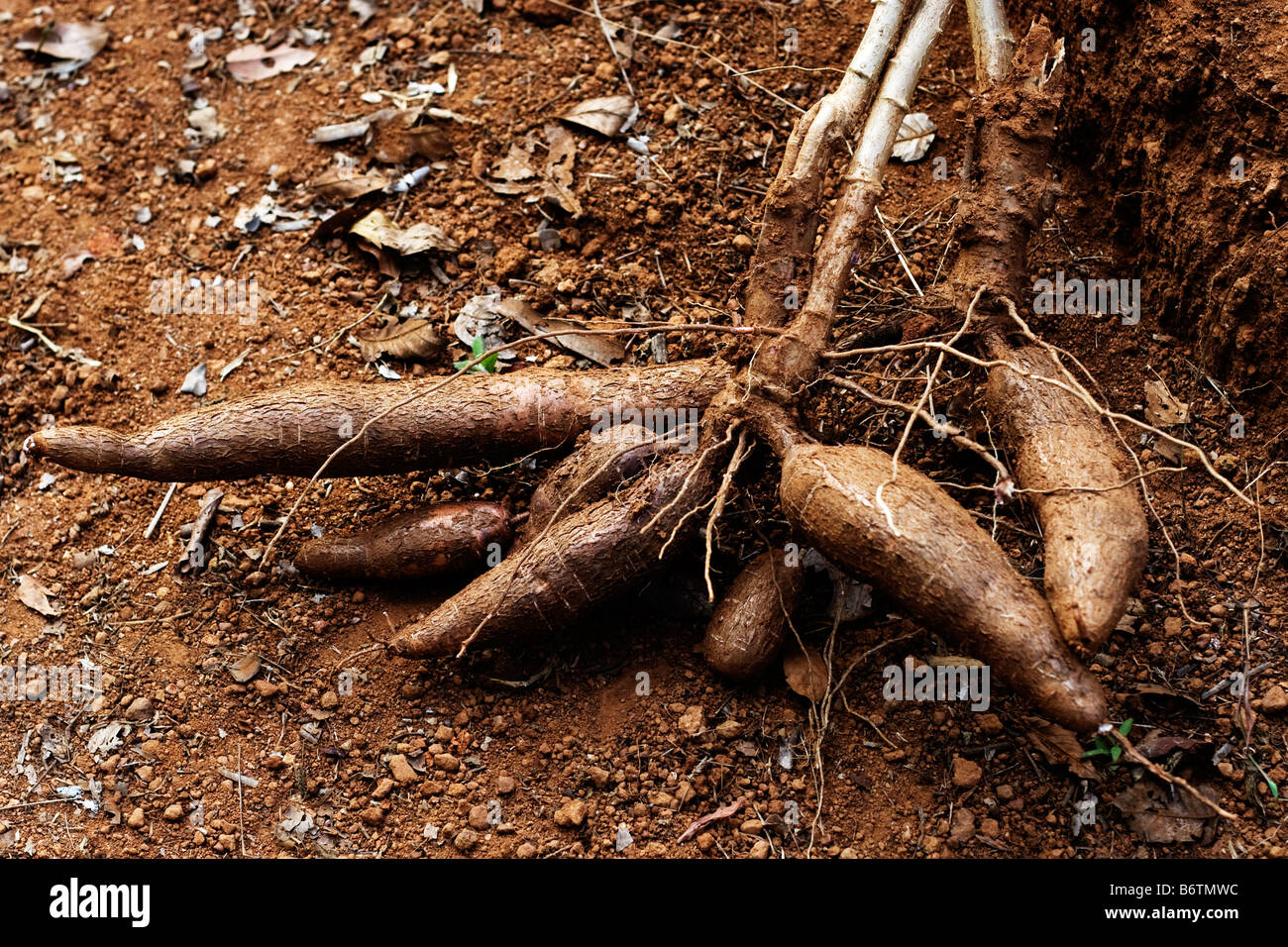Cassava root hi-res stock photography and images - Alamy