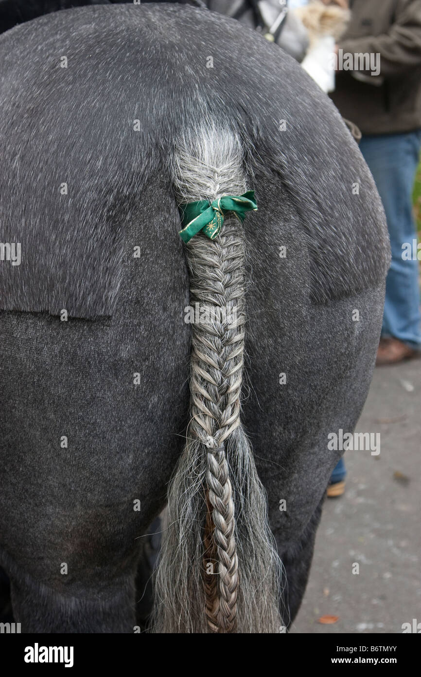 Horse tail braid hi-res stock photography and images - Alamy