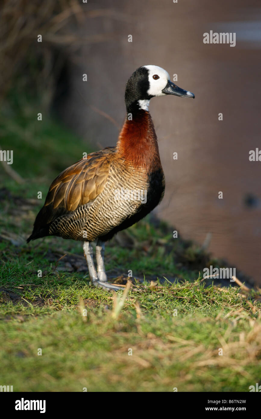 White faced tree duck Dendrocygna viduata native to South America Stock ...