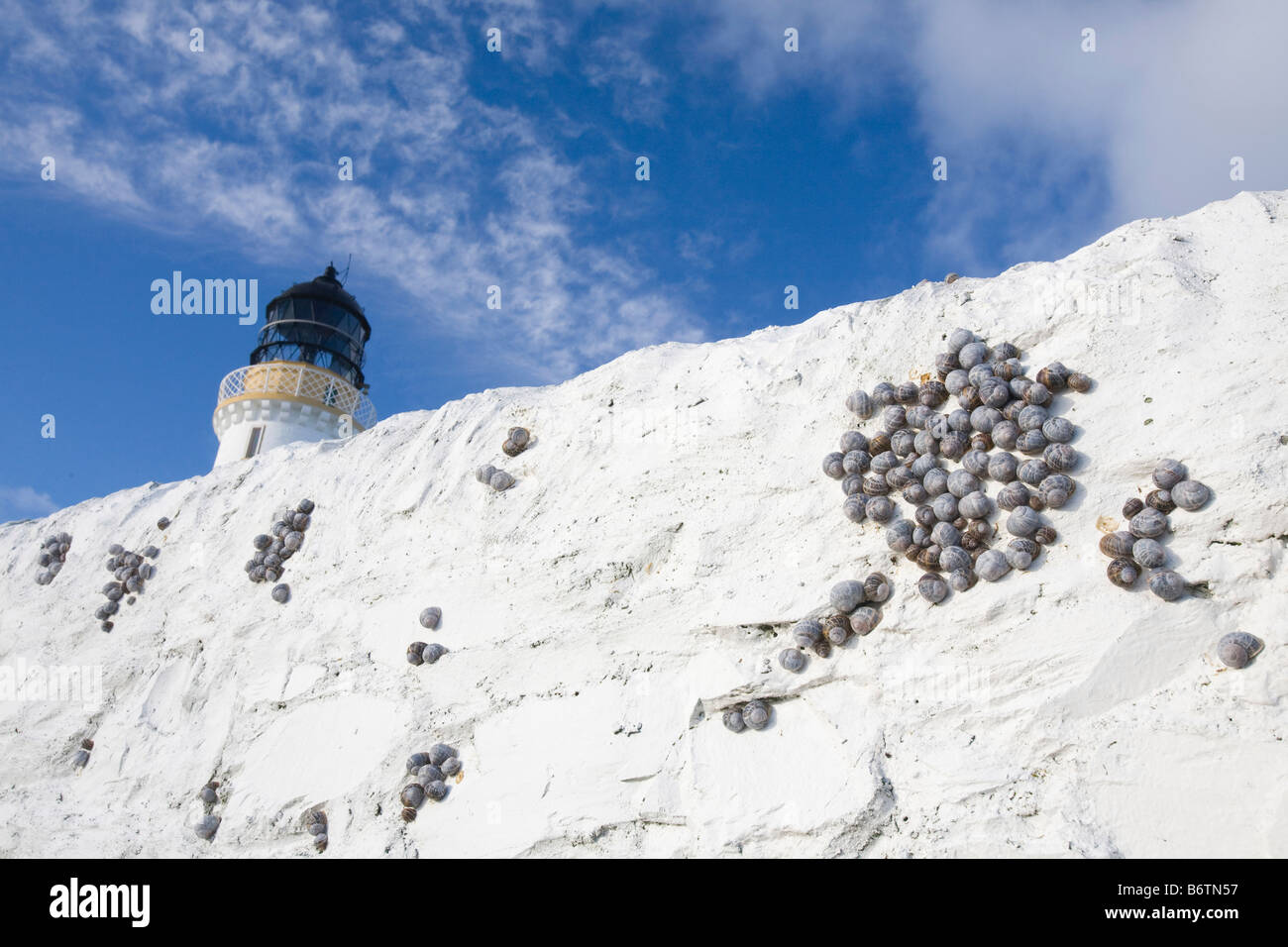 Tower shell snail shell hi-res stock photography and images - Alamy