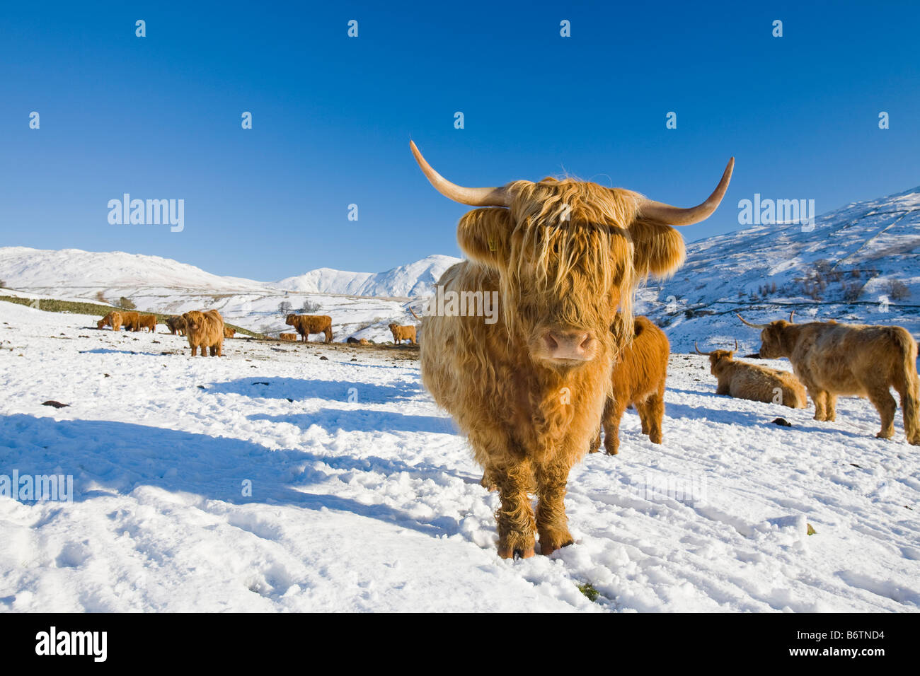 Highland cattle snow hi-res stock photography and images - Alamy