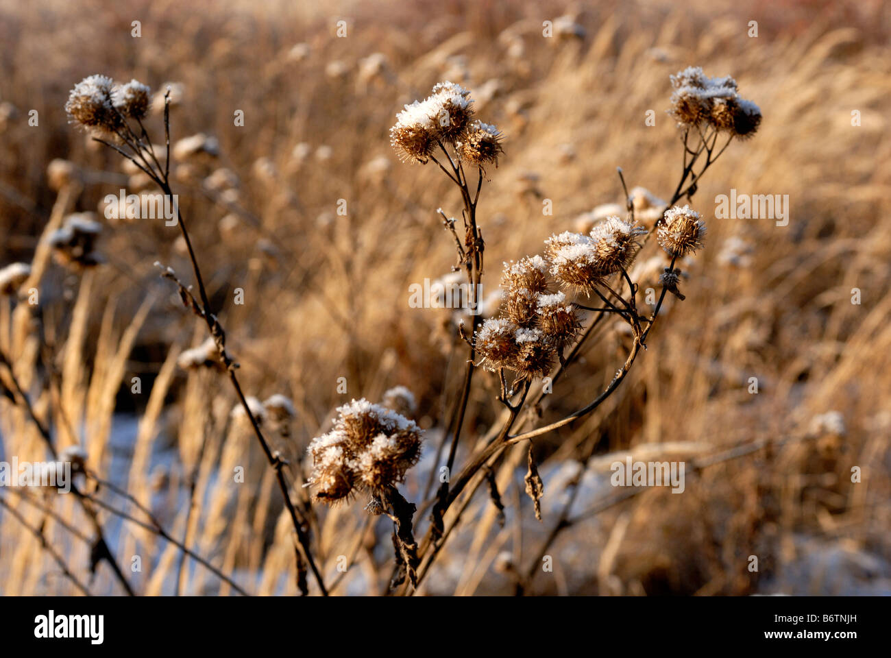 Blades of grass winter meadow Stock Photo - Alamy