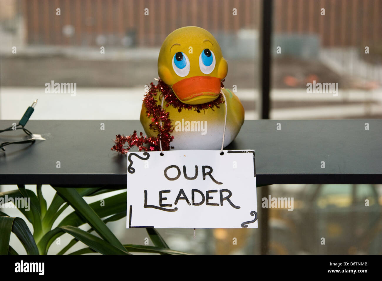 Toy duck with red tinsel scarf holding sign saying our leader Stock ...