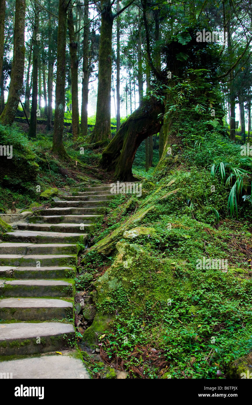 Tree root steps hi-res stock photography and images - Alamy