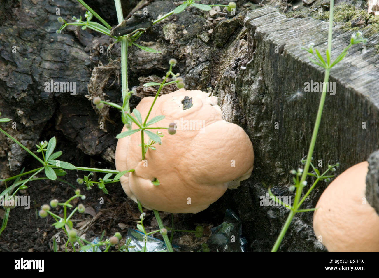 fungus on dead tree stump root decay decaying rot rotting Stock Photo ...