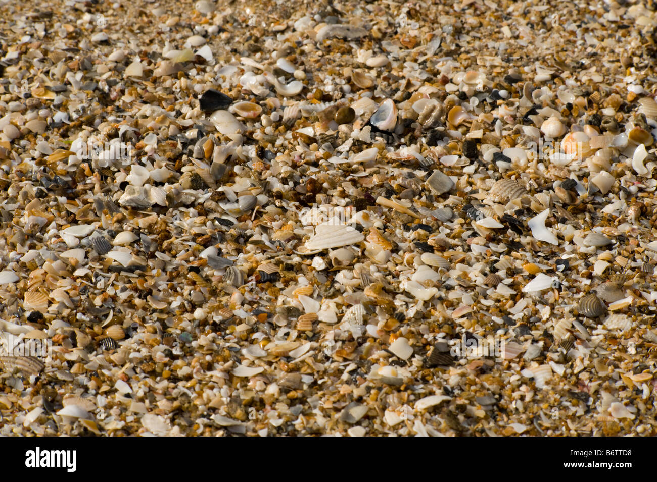 Shells on beach close up Stock Photo - Alamy