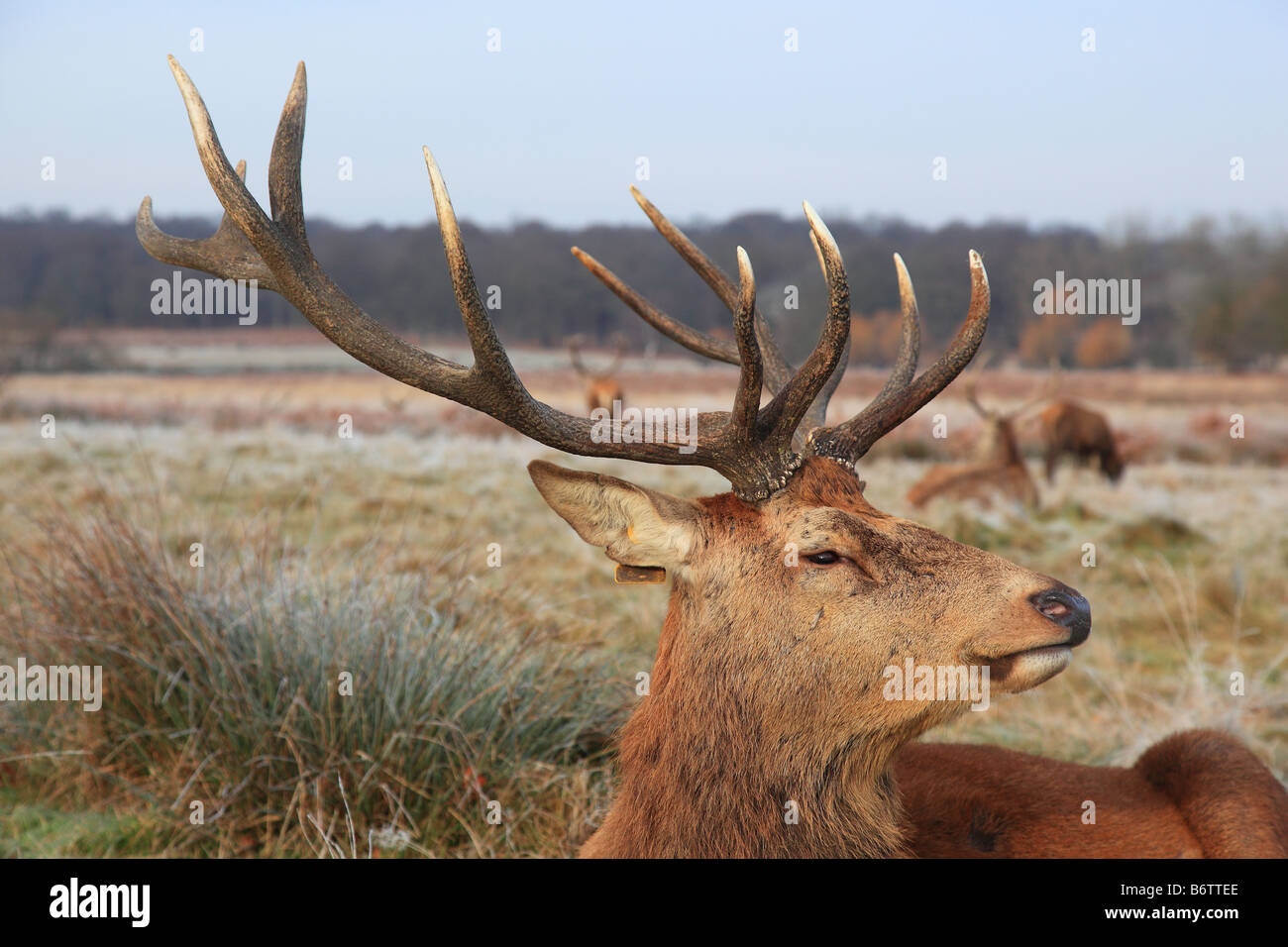 Stag head hi-res stock photography and images - Alamy