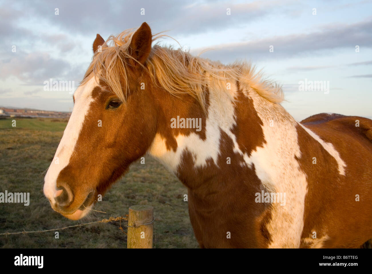 side view brown and white pony Stock Photo - Alamy