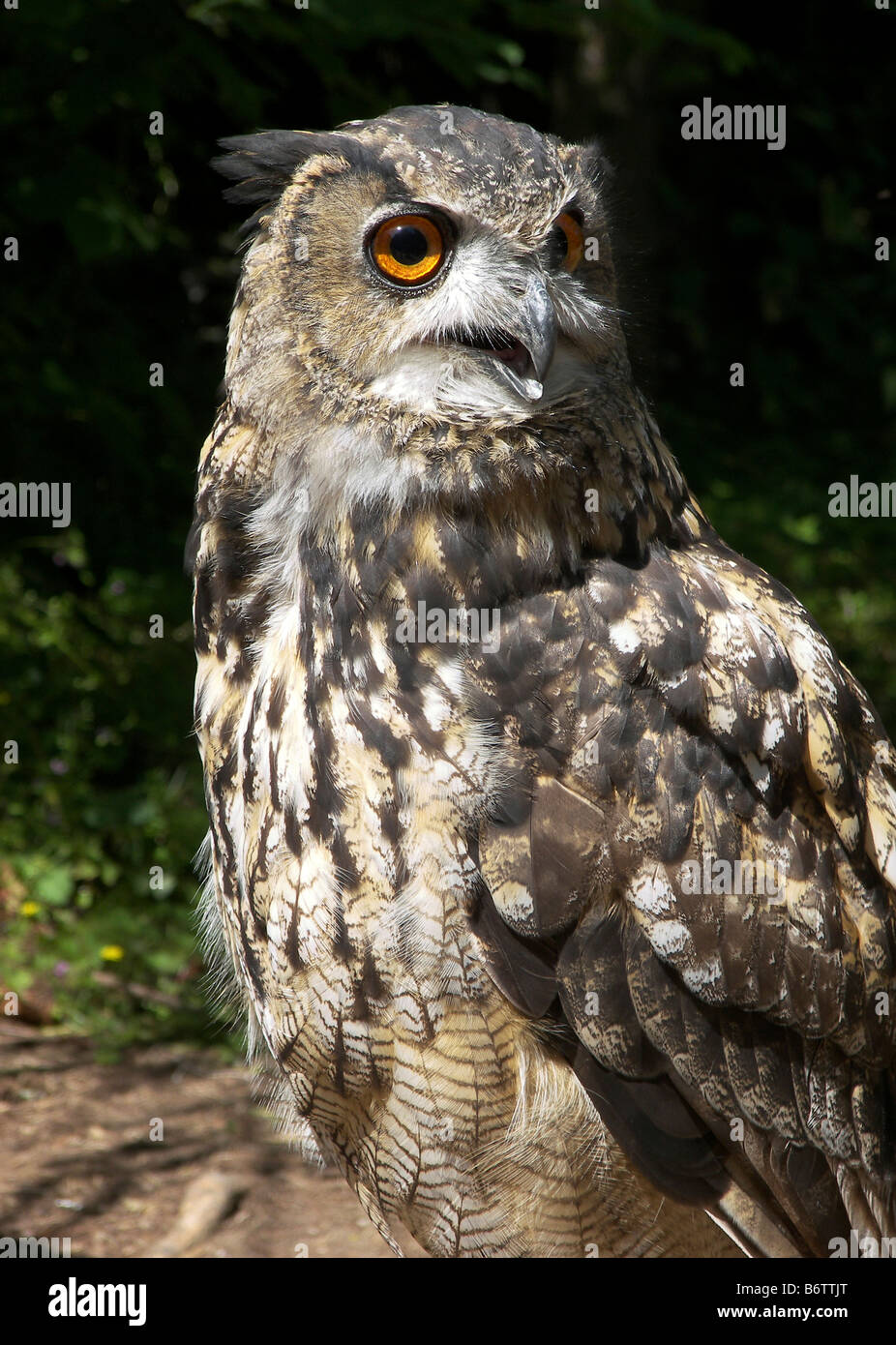 long earred owl ear bird of pray eyes like a hawk big eyesight ...