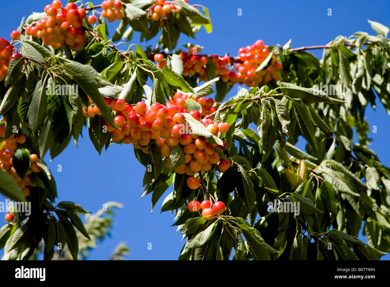 Rainier cherry tree hi-res stock photography and images - Alamy