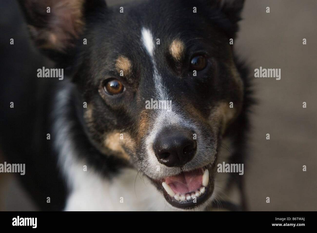 border collie sheep dog Stock Photo - Alamy border collie sheep dog Stock Photo - Alamy