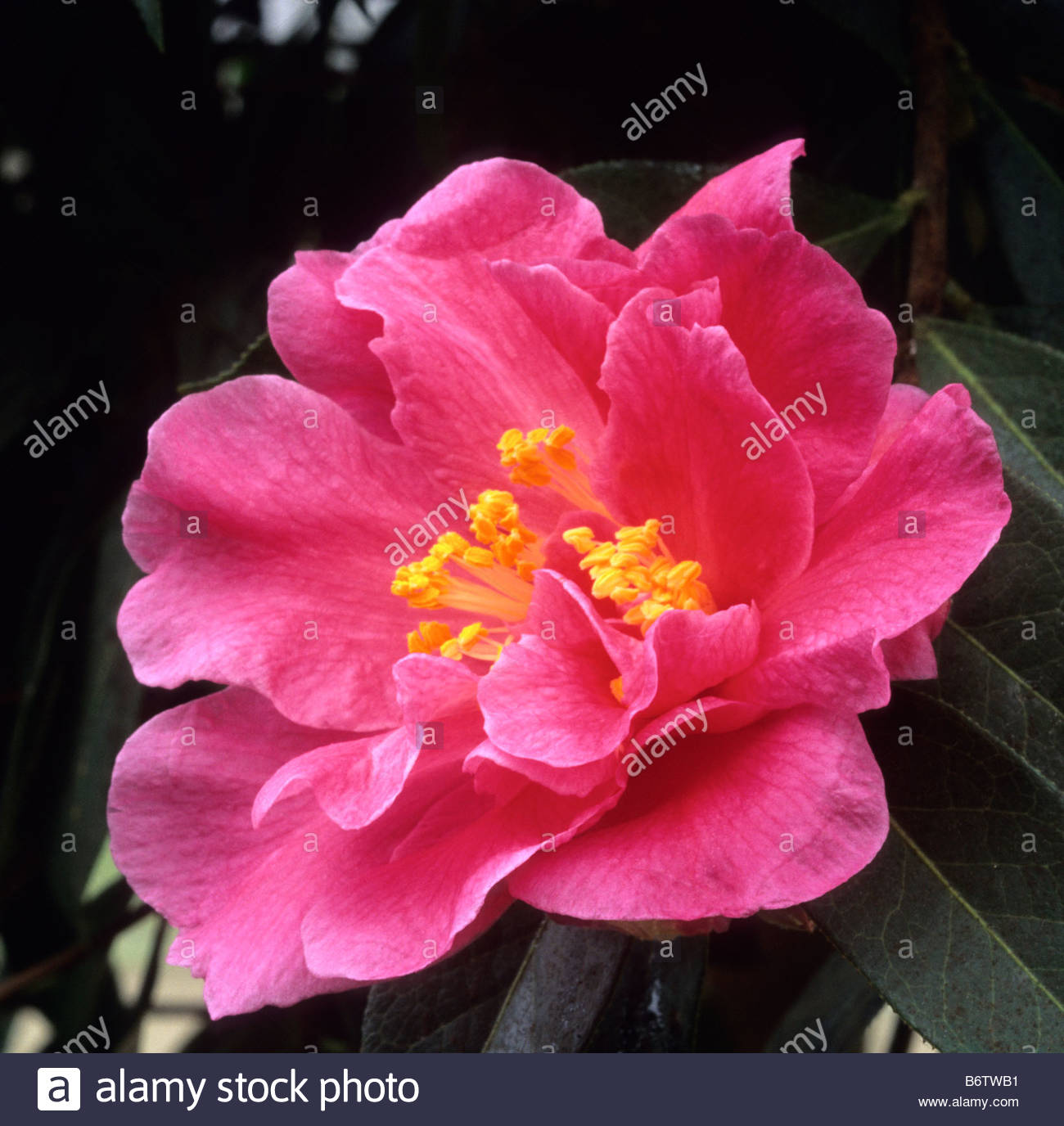 Camellia Reticulata Stock Photos & Camellia Reticulata Stock Images - Alamy