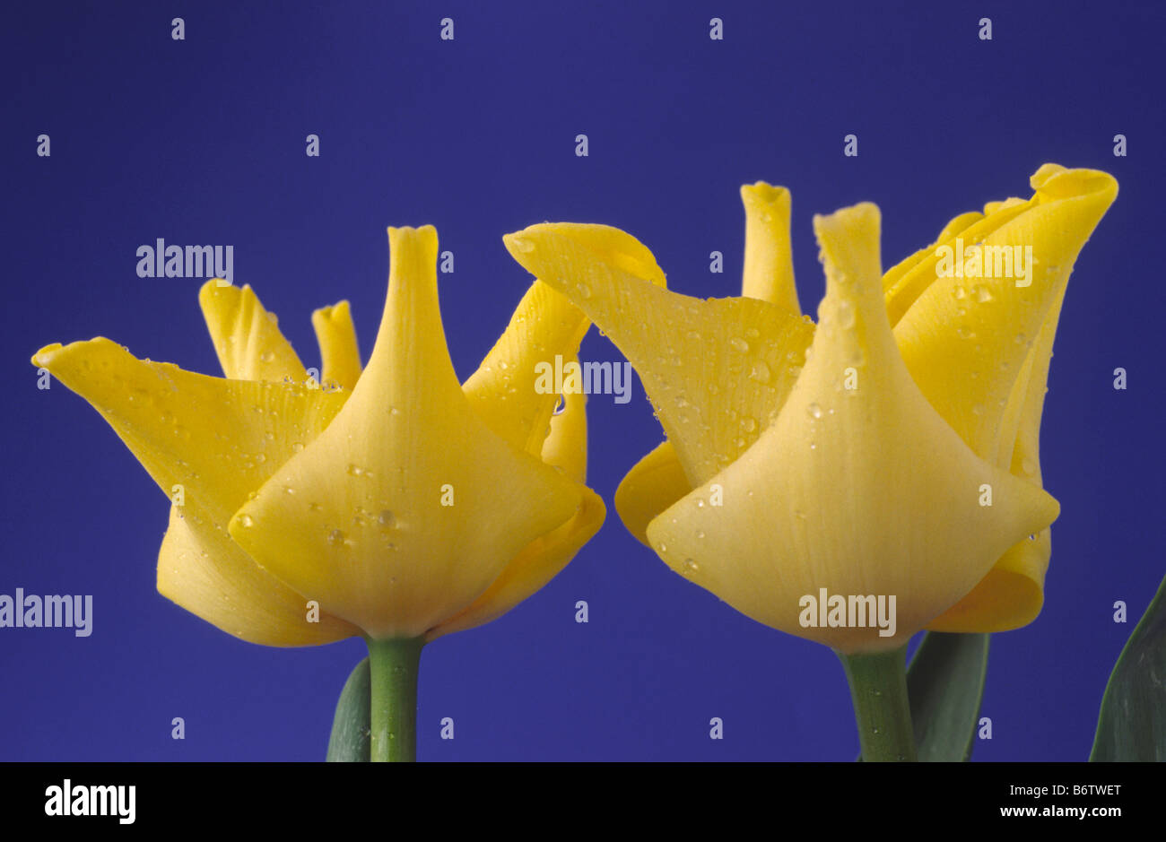 Crown plants Cut Out Stock Images & Pictures - Alamy