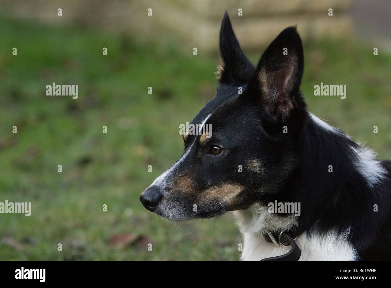 Quizzical animal hi-res stock photography and images - Alamy