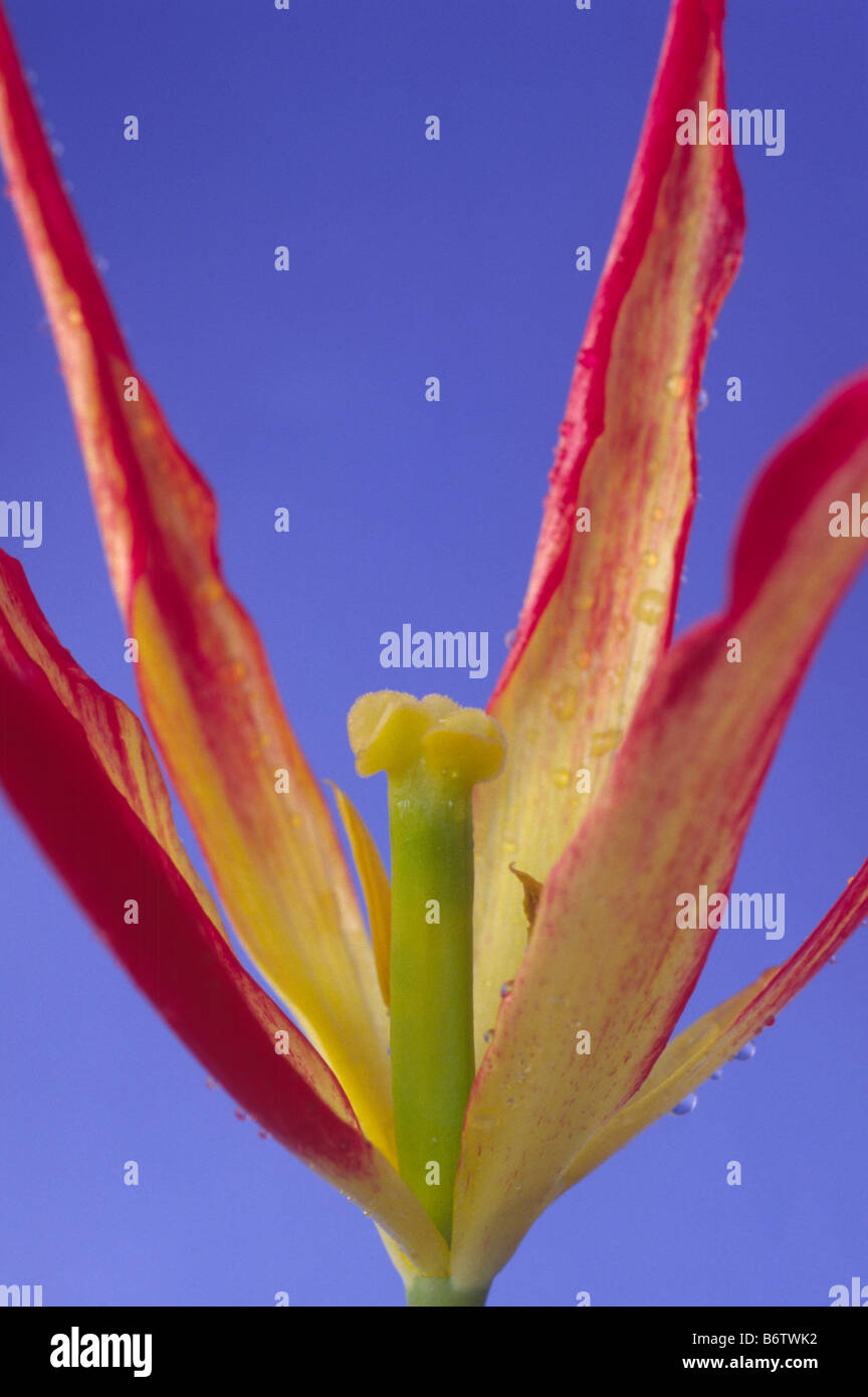 Tulipa acuminata (Horned tulip) Miscellaneous group Stock Photo - Alamy