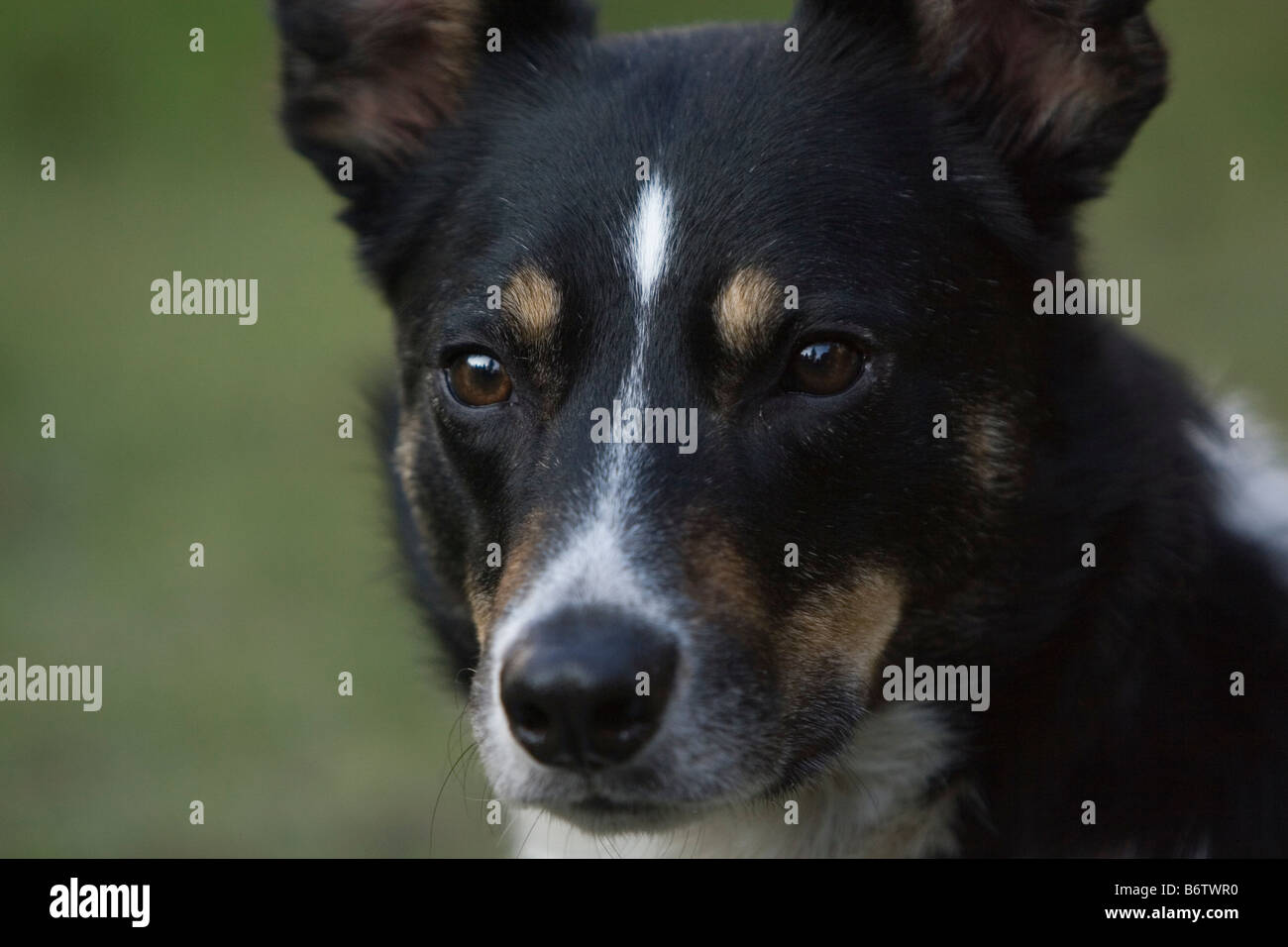 border collie sheep dog Stock Photo - Alamy border collie sheep dog Stock Photo - Alamy