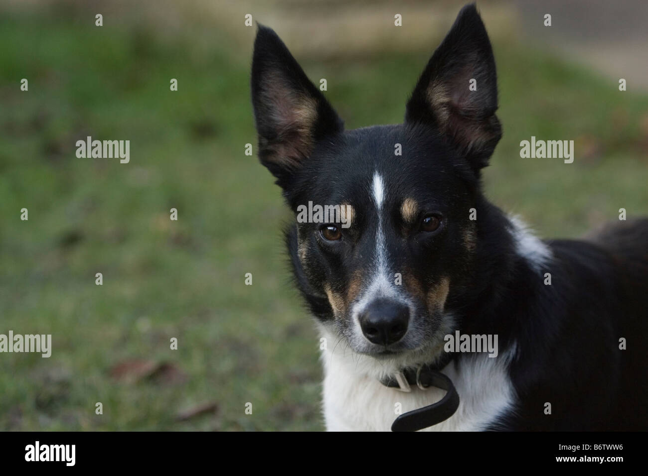 border collie sheepdog Stock Photo - Alamy