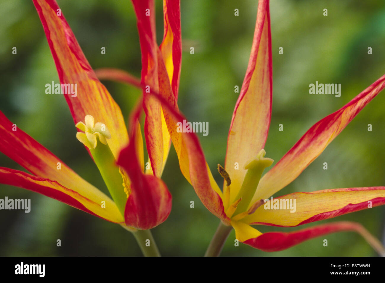 Tulipa acuminata tulip hi-res stock photography and images - Alamy