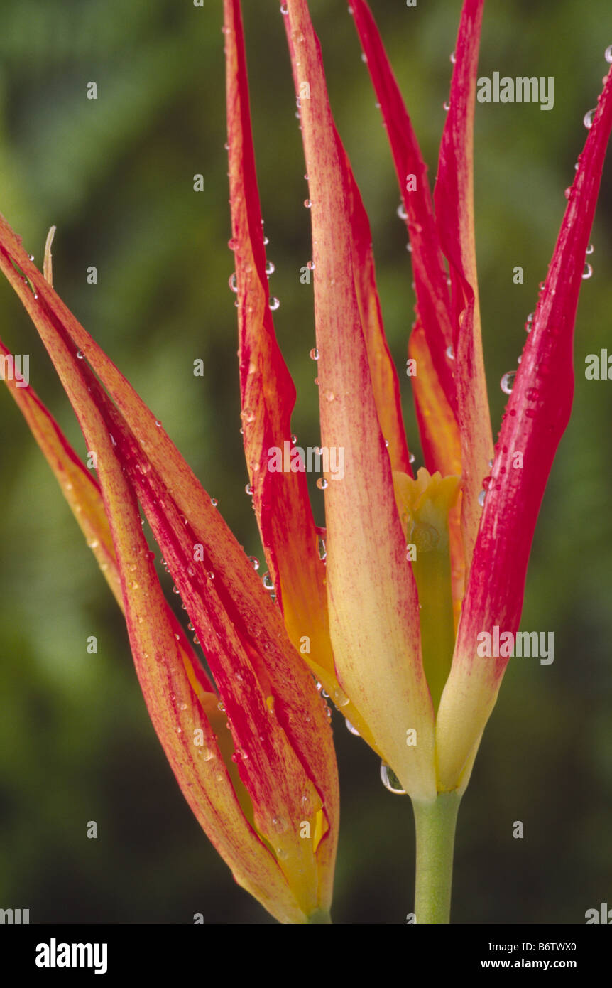 The horned tulip hi-res stock photography and images - Alamy