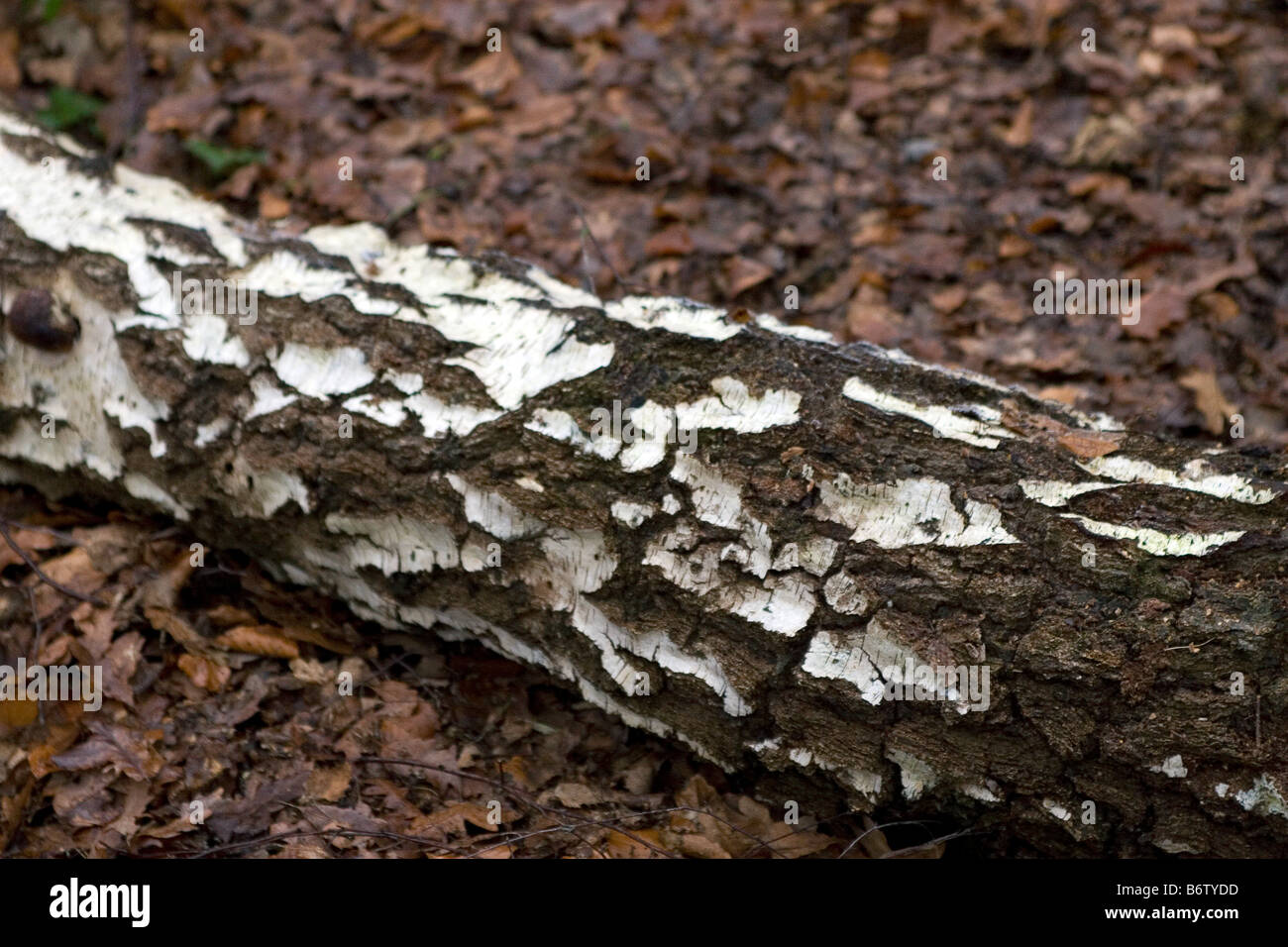 Fallen log hi-res stock photography and images - Alamy