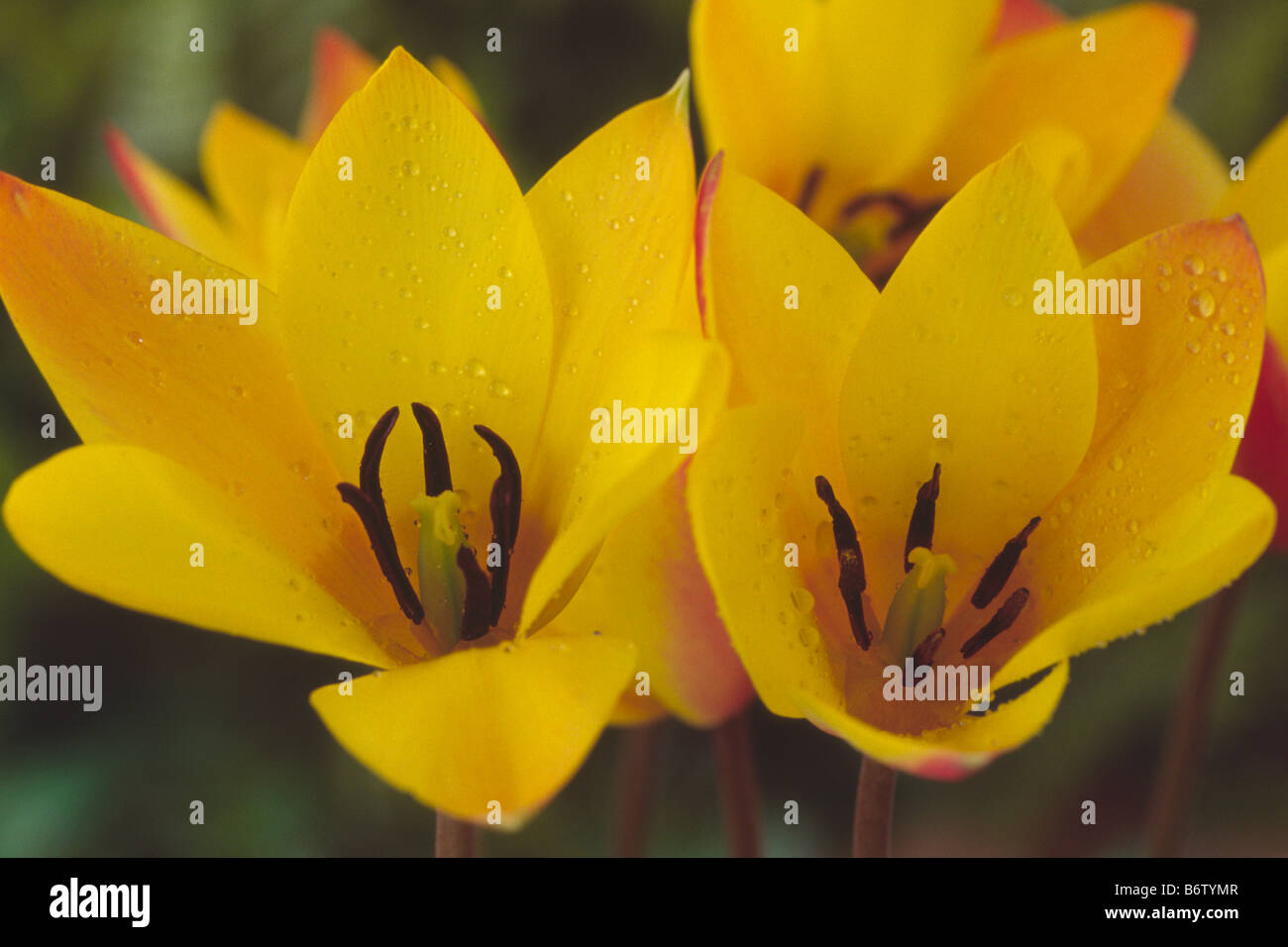 Sheila Plant High Resolution Stock Photography and Images - Alamy