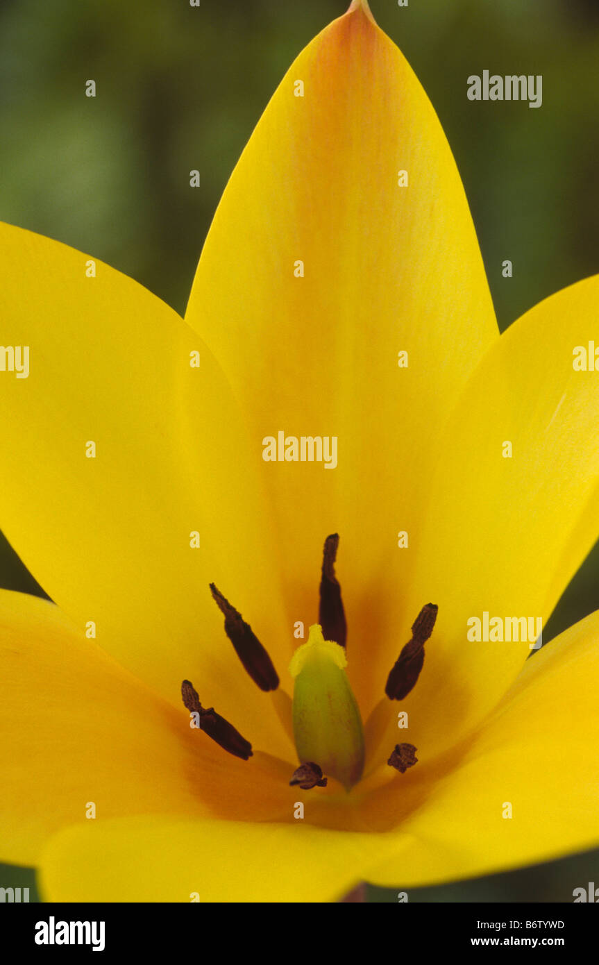 Sheila Plant High Resolution Stock Photography and Images - Alamy