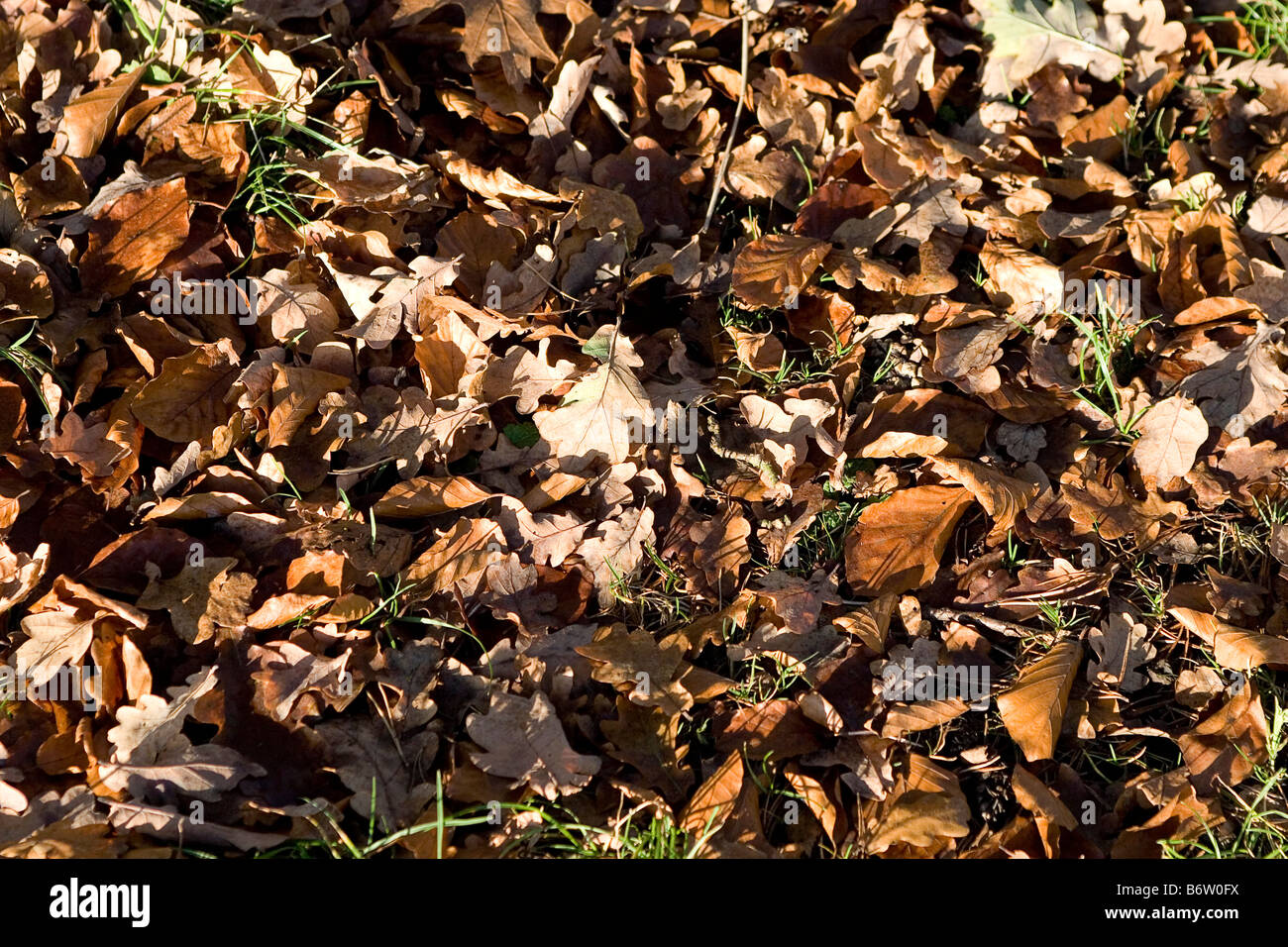 Pile of Autumn Leaves Stock Photo - Alamy