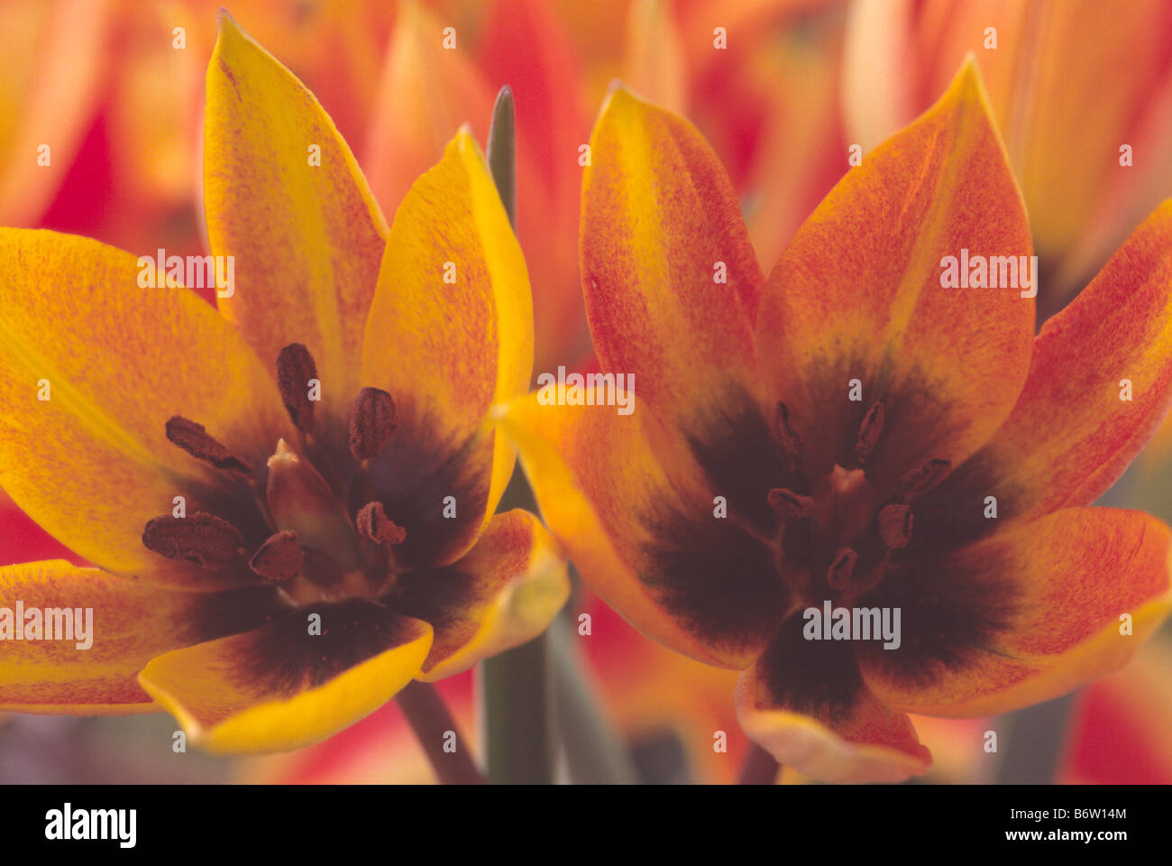 Tulipa whittallii hi-res stock photography and images - Alamy