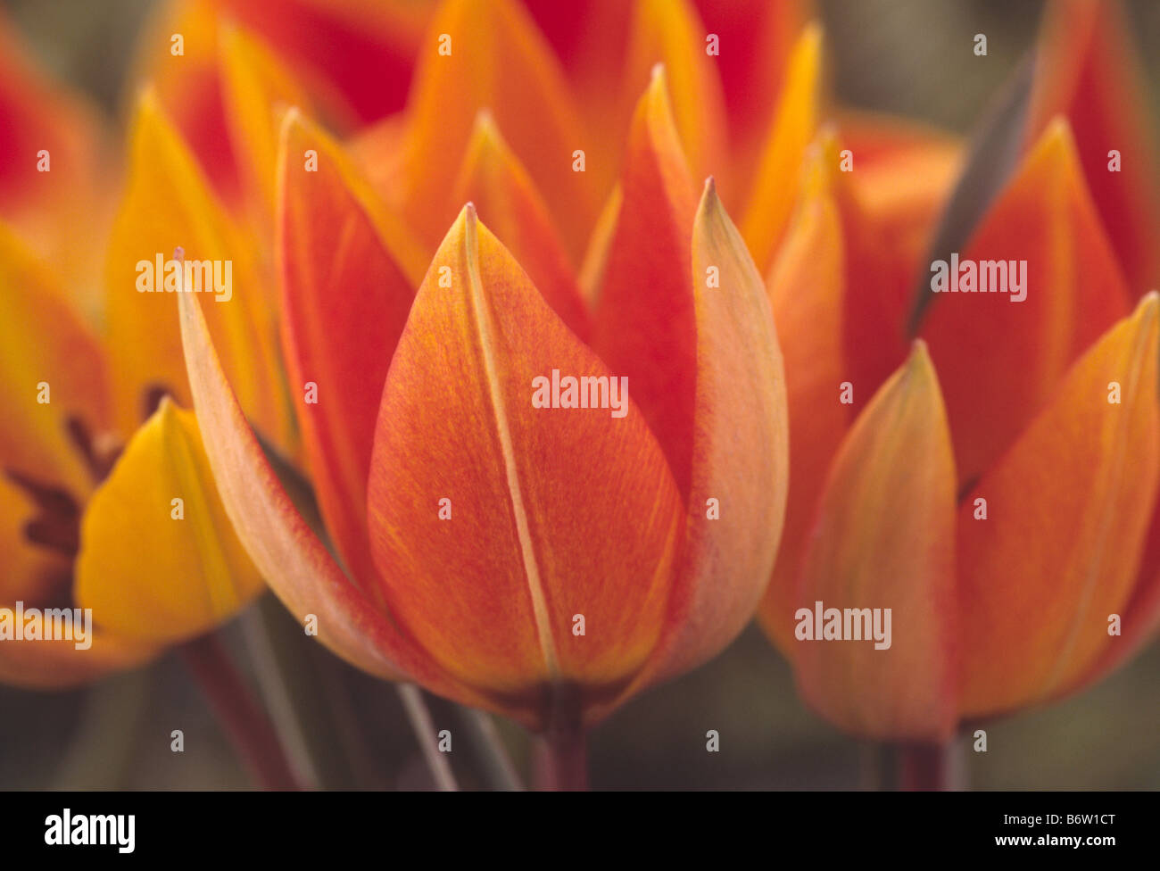 Orphanidea whittallii hi-res stock photography and images - Alamy