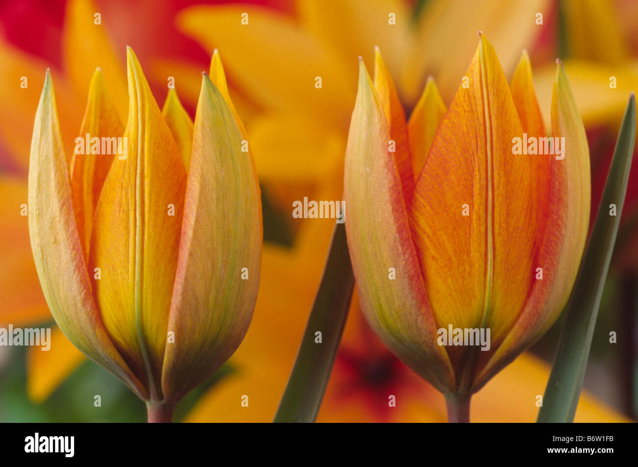 Tulip orphanidea whittallii hi-res stock photography and images - Alamy