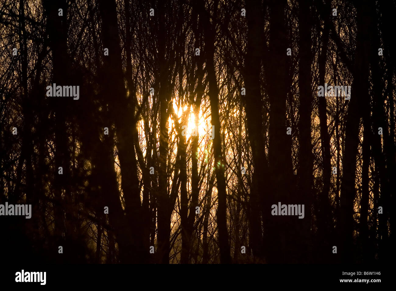 Sun Shining Through Trees Stock Photo - Alamy