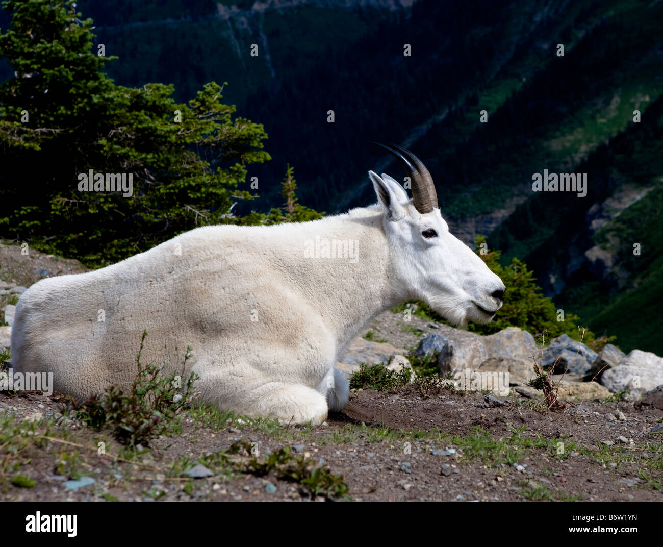 Mountain Goat sitting down in Glacier National Park, Montana, USA Stock ...