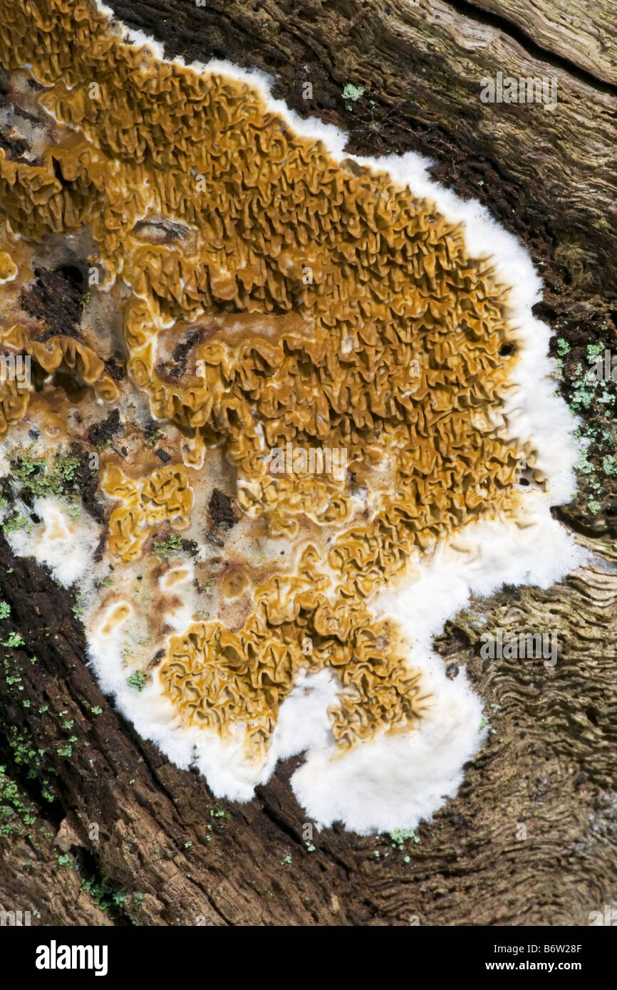 Serpula hi-res stock photography and images - Alamy