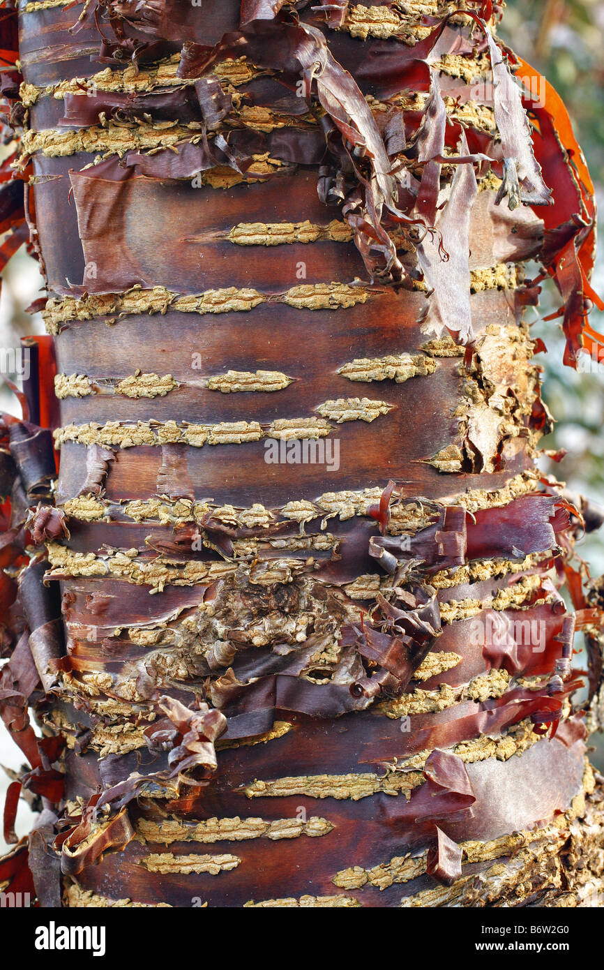 PRUNUS RUFA HIMALAYAN CHERRY BARK Stock Photo - Alamy