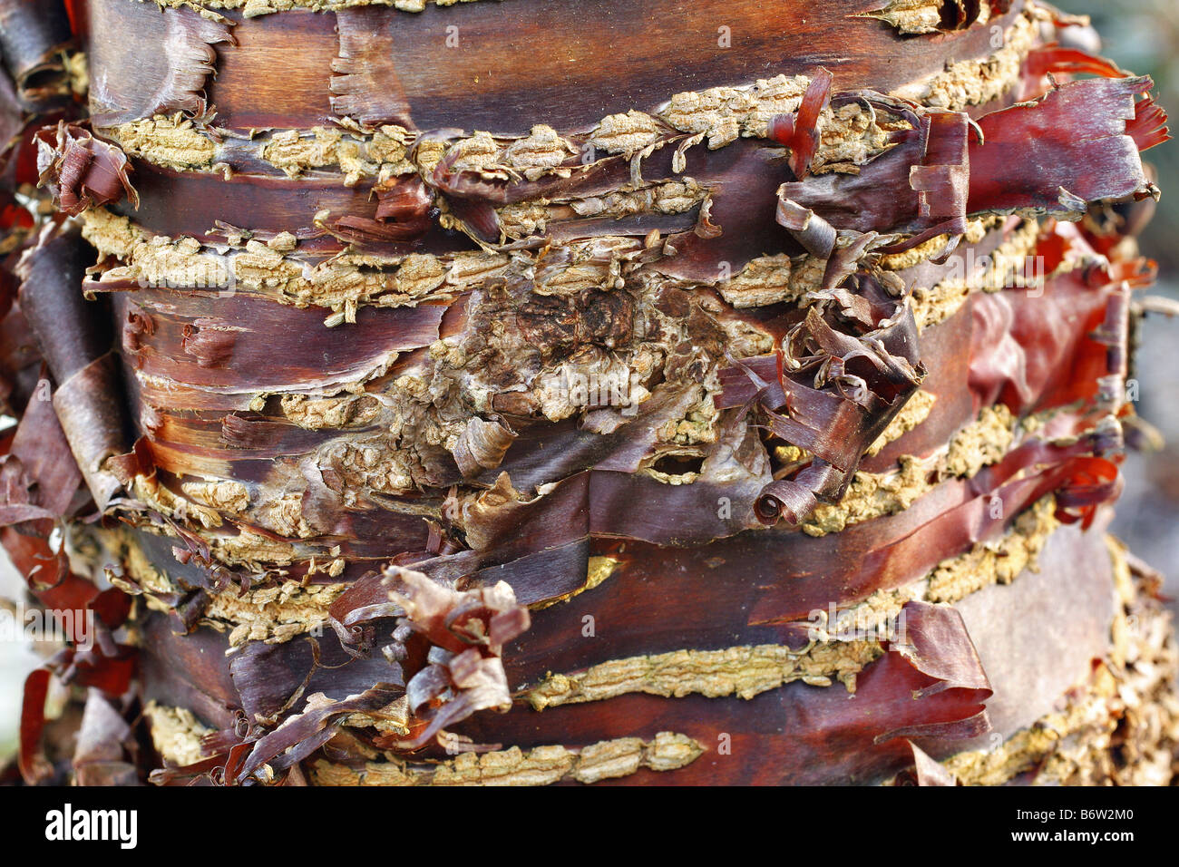 Himalayan cherry tree hi-res stock photography and images - Alamy