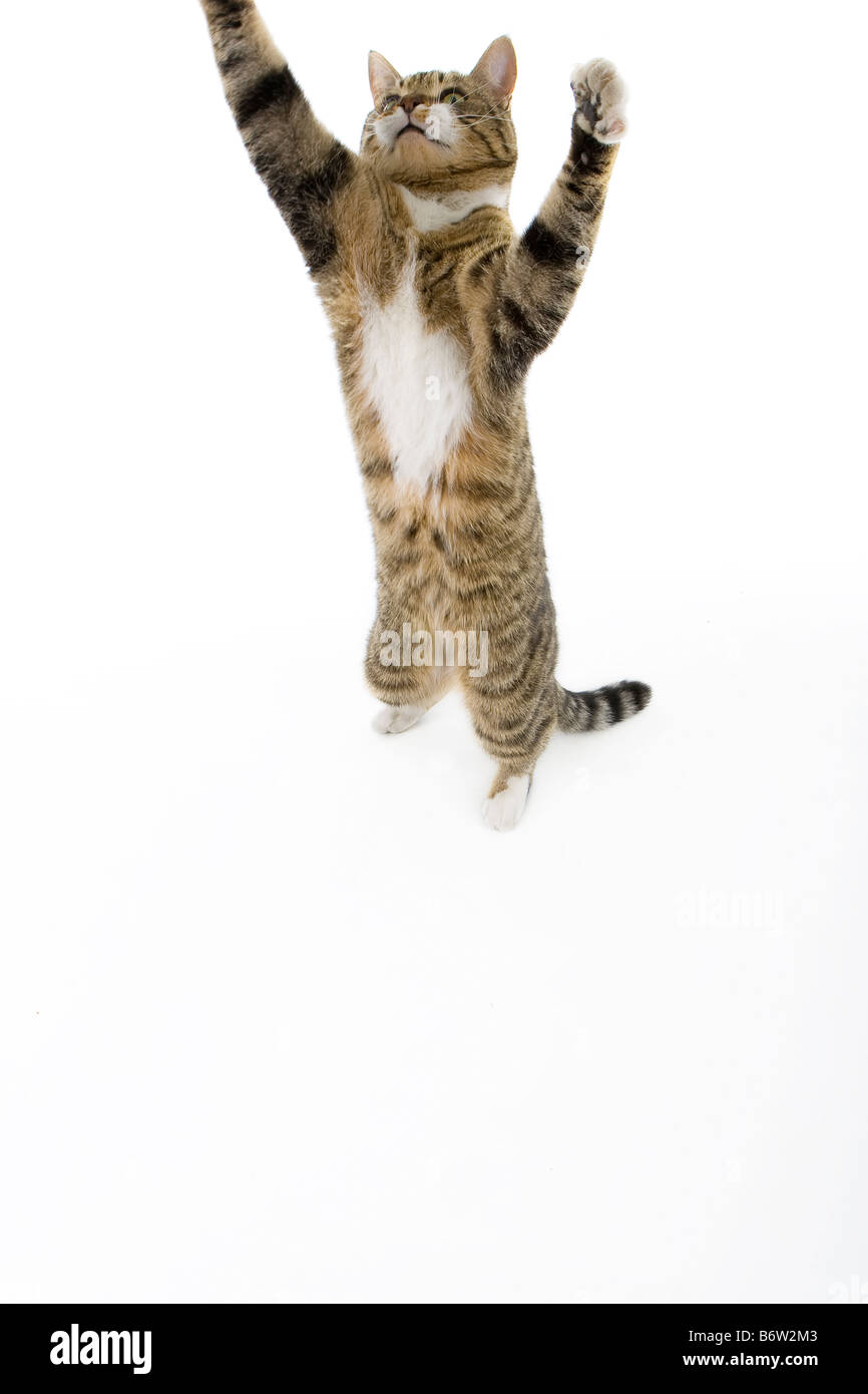 Tabby Tom cat standing on his rear legs paws outstretched Stock Photo ...