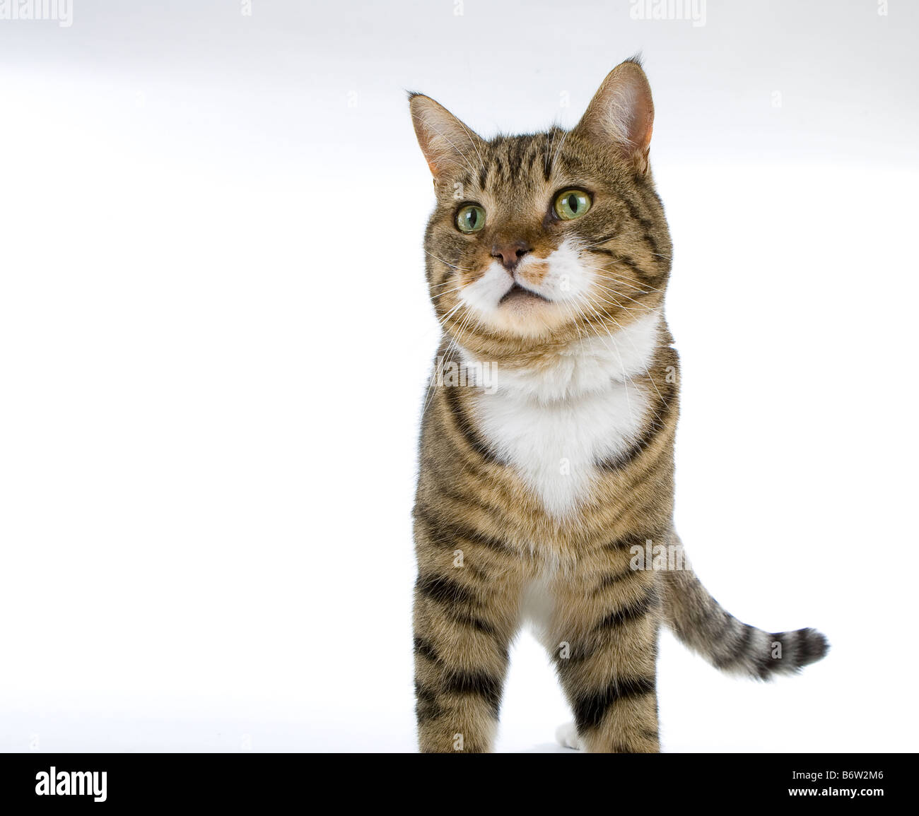 Tabby Tom cat Stock Photo - Alamy