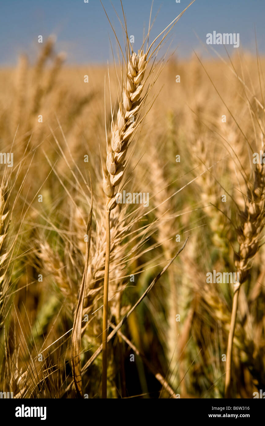 Close up of a corn field ready for harvest, Great Falls, Montana, USA ...