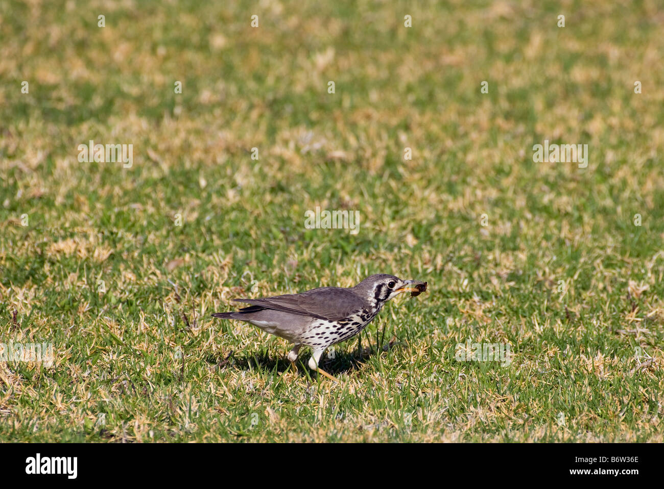 Groundscraper Thrush Catching Insect, Okonjima, Namibia Stock Photo - Alamy