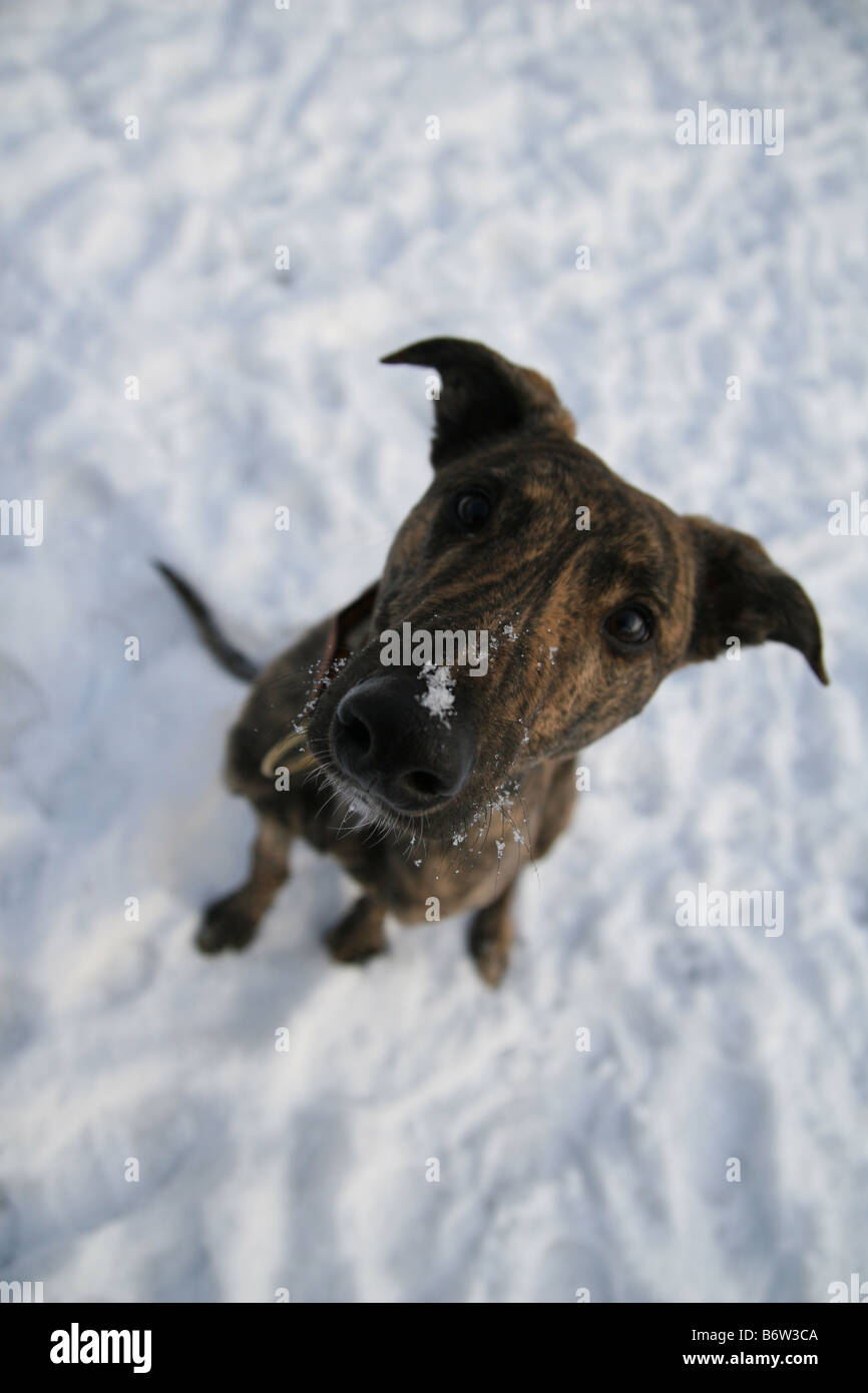 A greyhound puppy sitting in the snow looking up, with snow on his nose ...