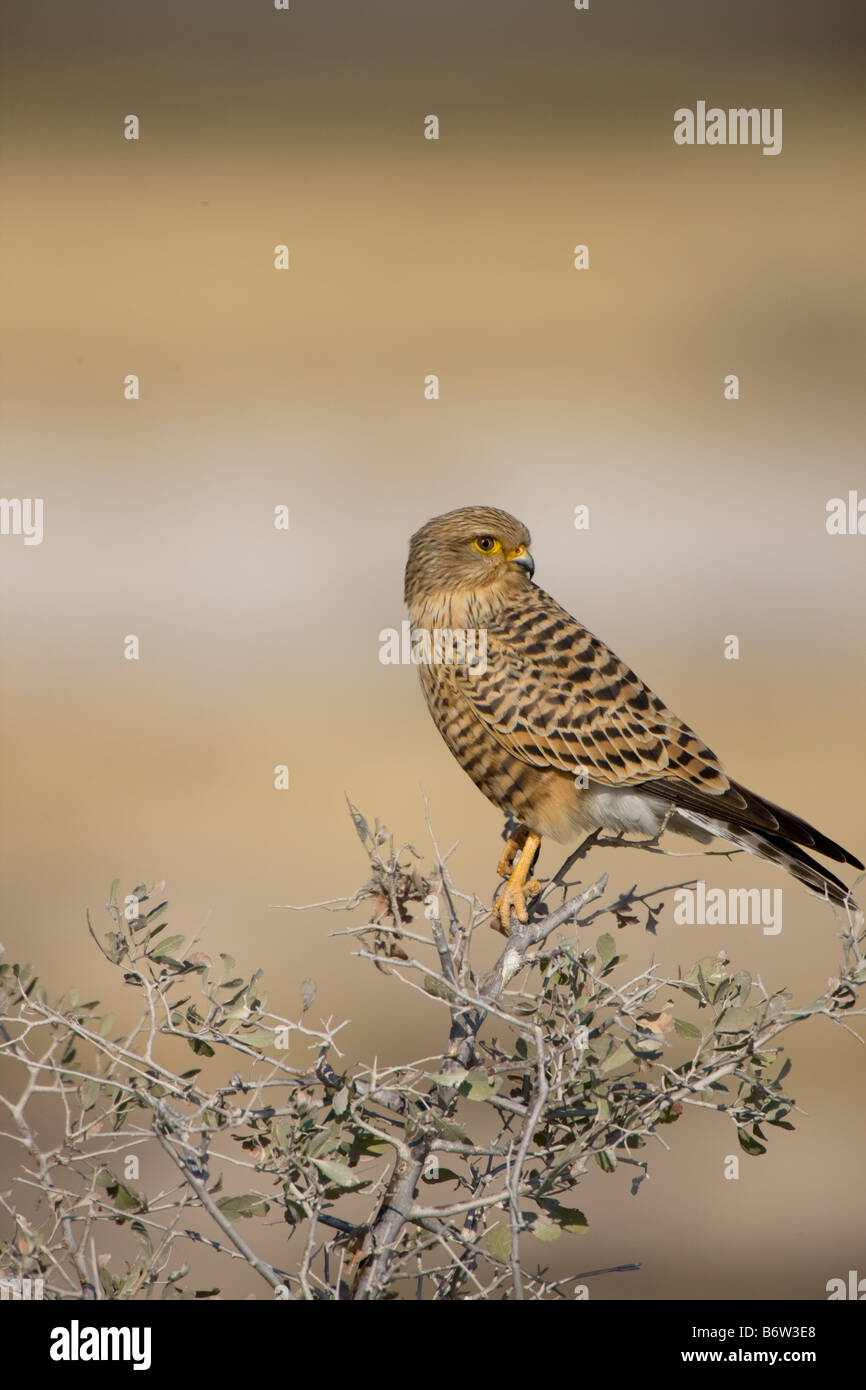 Greater Kestrel Perching in Profile, Namibia Stock Photo - Alamy