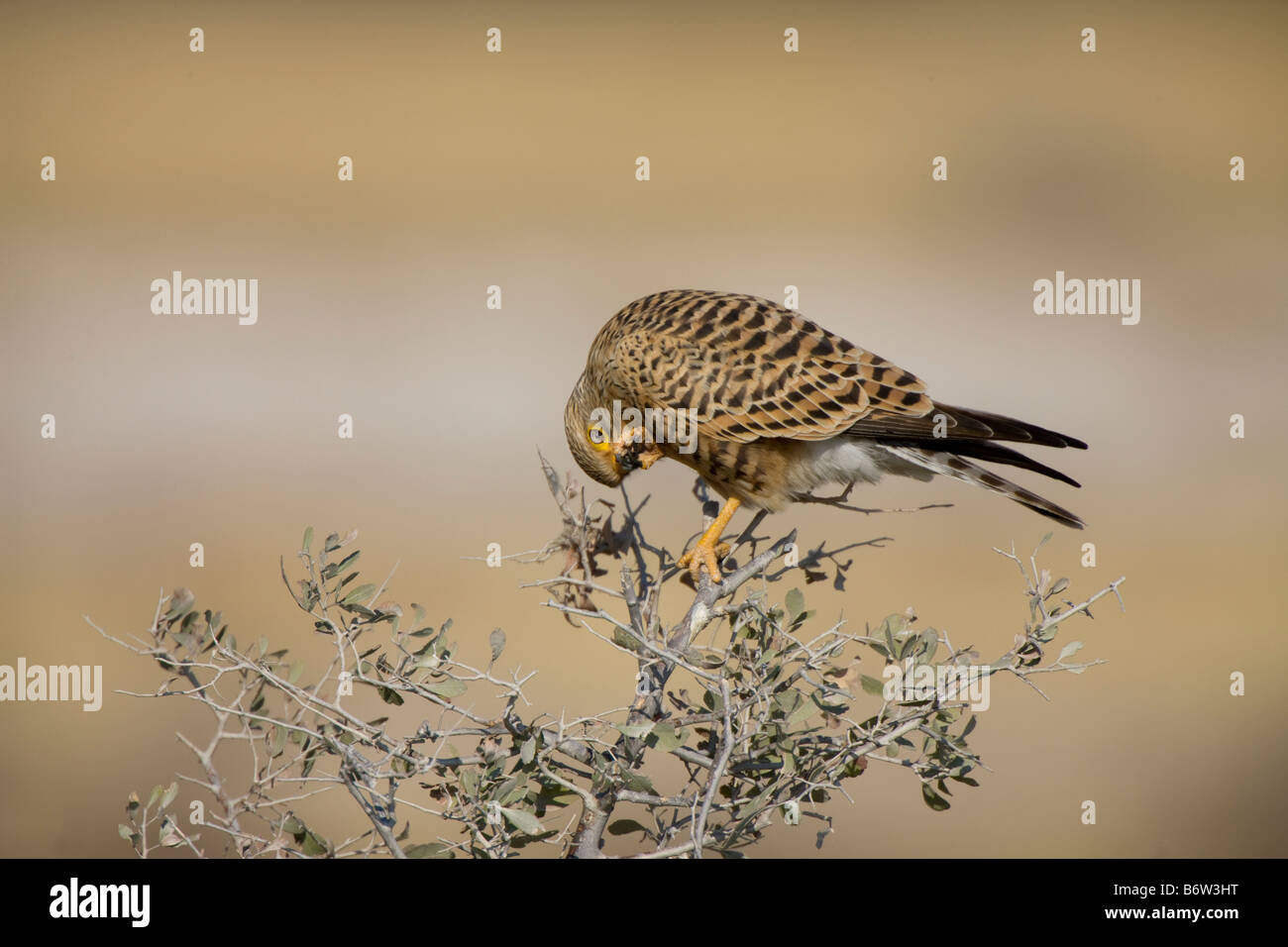Greater Kestrel Perching in Profile, Namibia Stock Photo - Alamy
