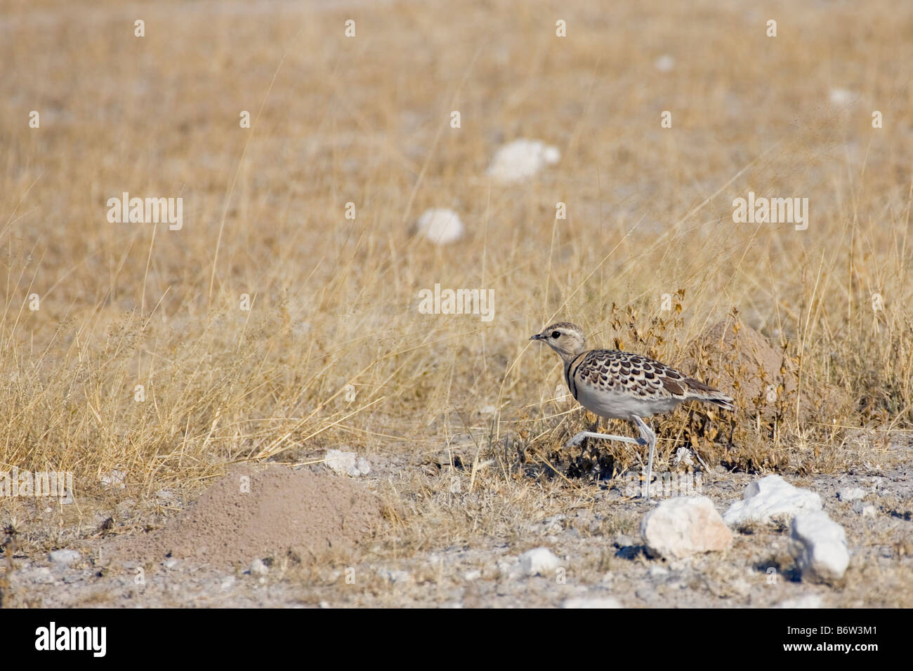 Banded bird hi-res stock photography and images - Alamy